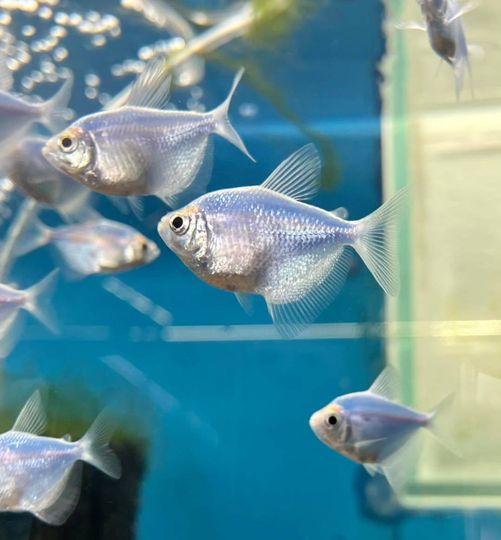 Blue Glow Fish