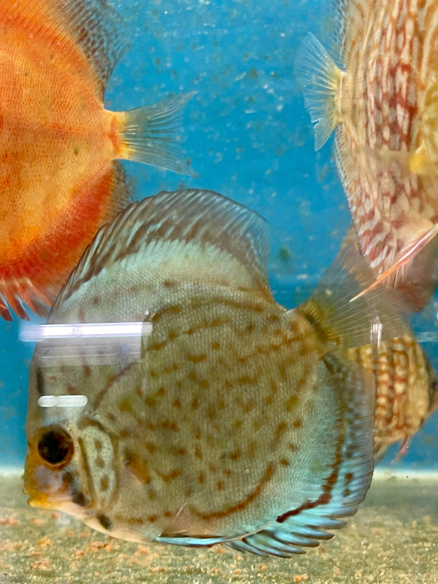 Discus – Aqua Market