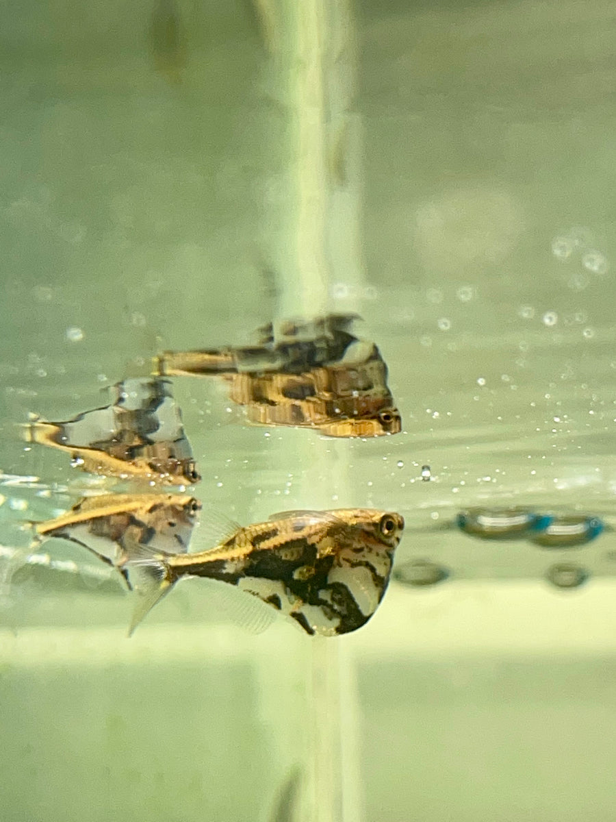 Marble Hatchet Fish – Aqua Market