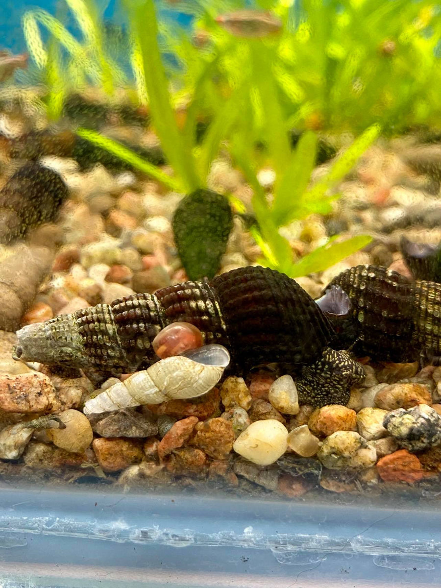 Rabbit Snail – Aqua Market