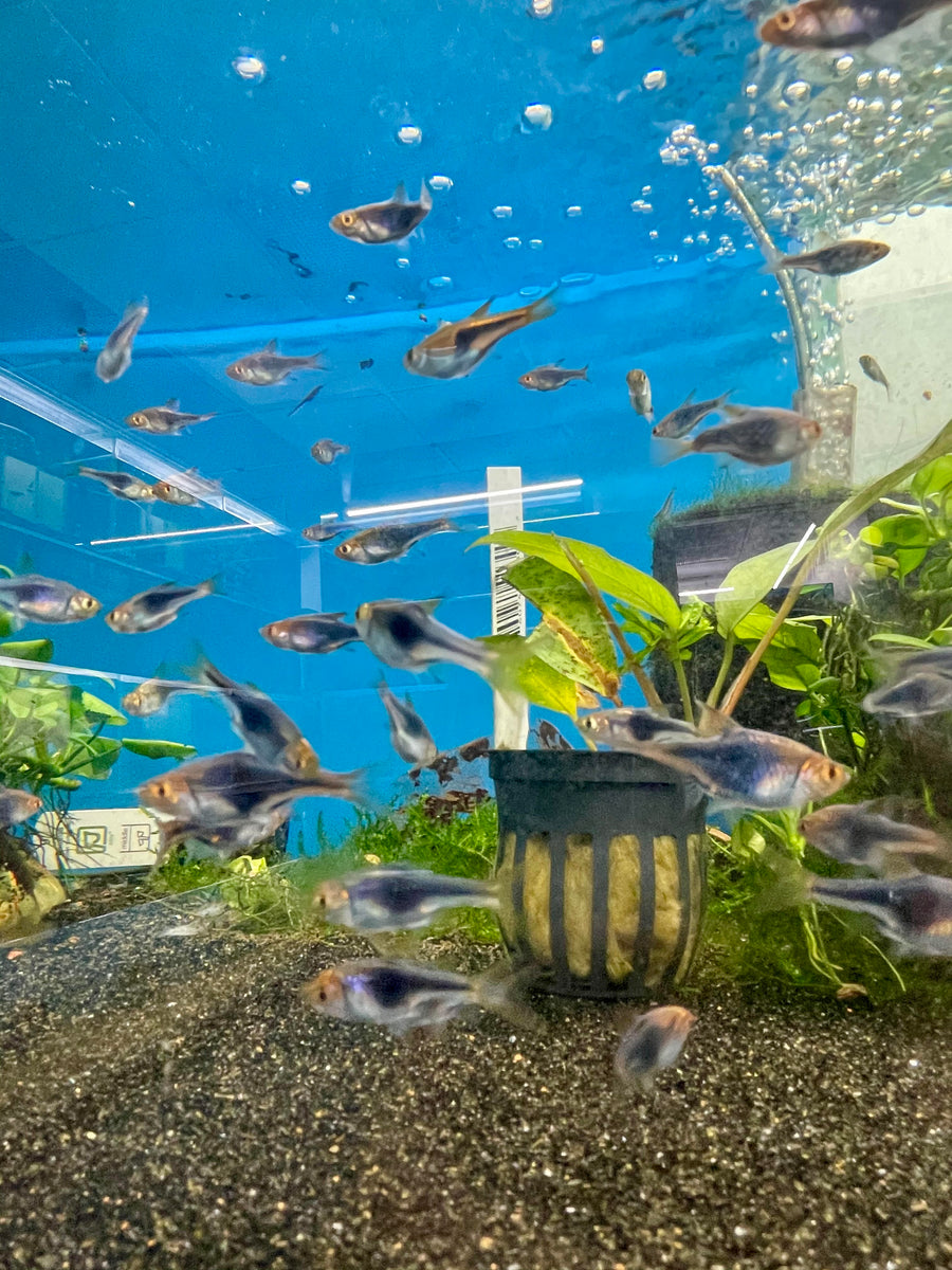 Purple Harlequin Rasbora – Aqua Market
